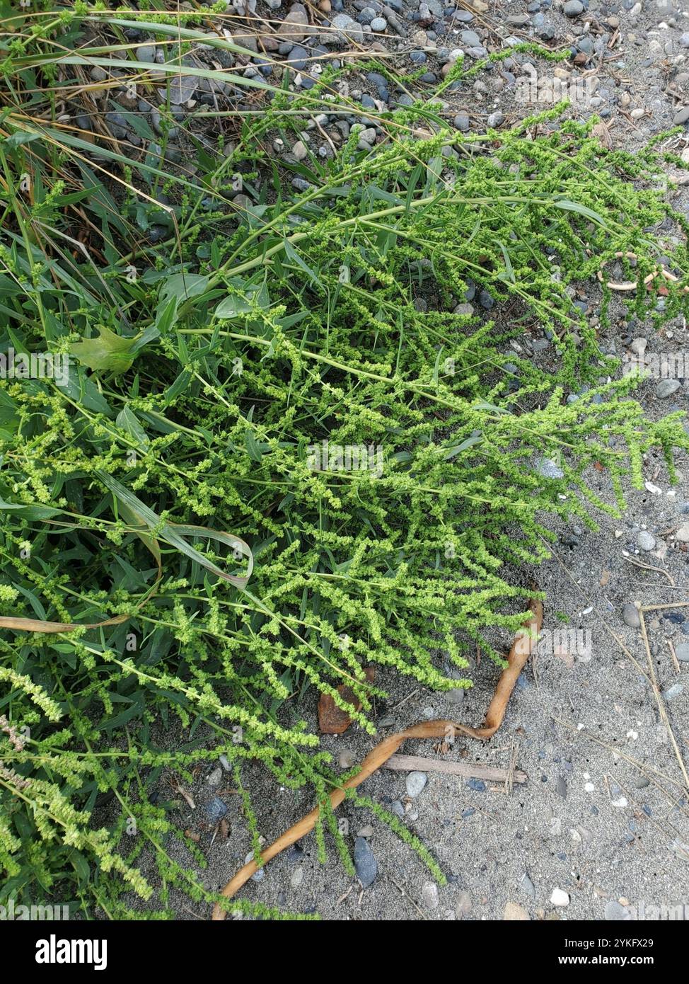 saltbush subfamily (Chenopodioideae Stock Photo - Alamy