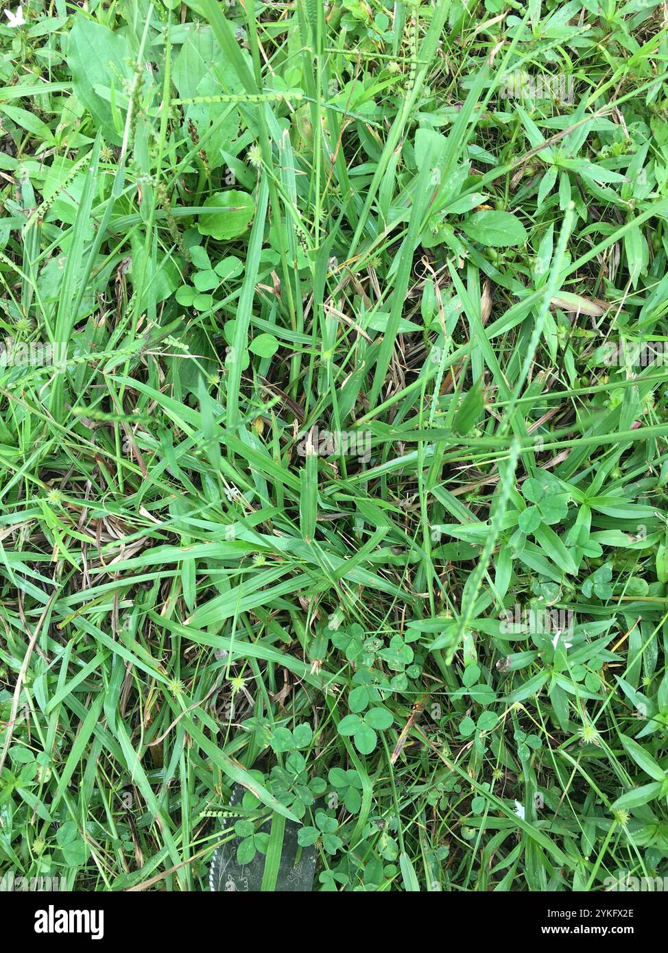 Thin Paspalum (Paspalum setaceum Stock Photo - Alamy