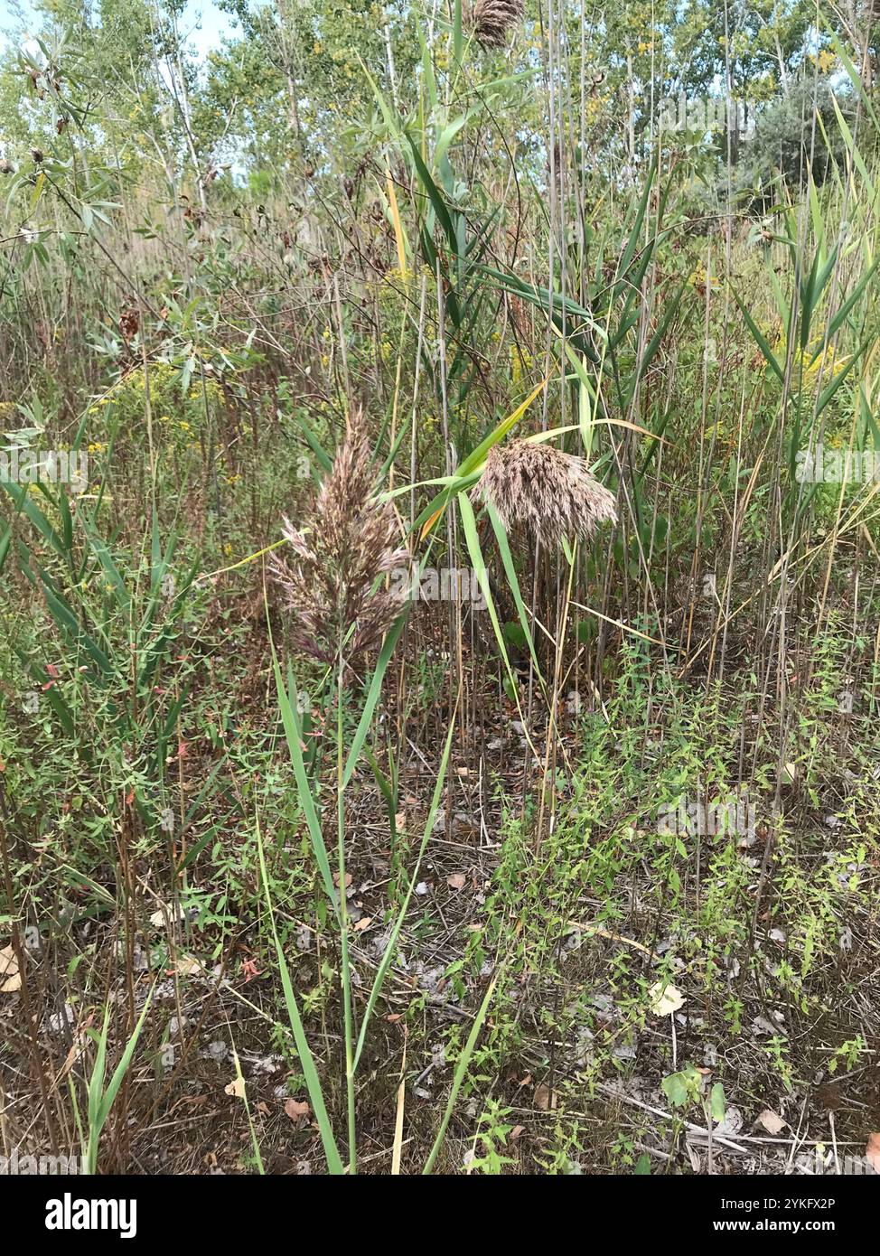 European reed (Phragmites australis australis Stock Photo - Alamy