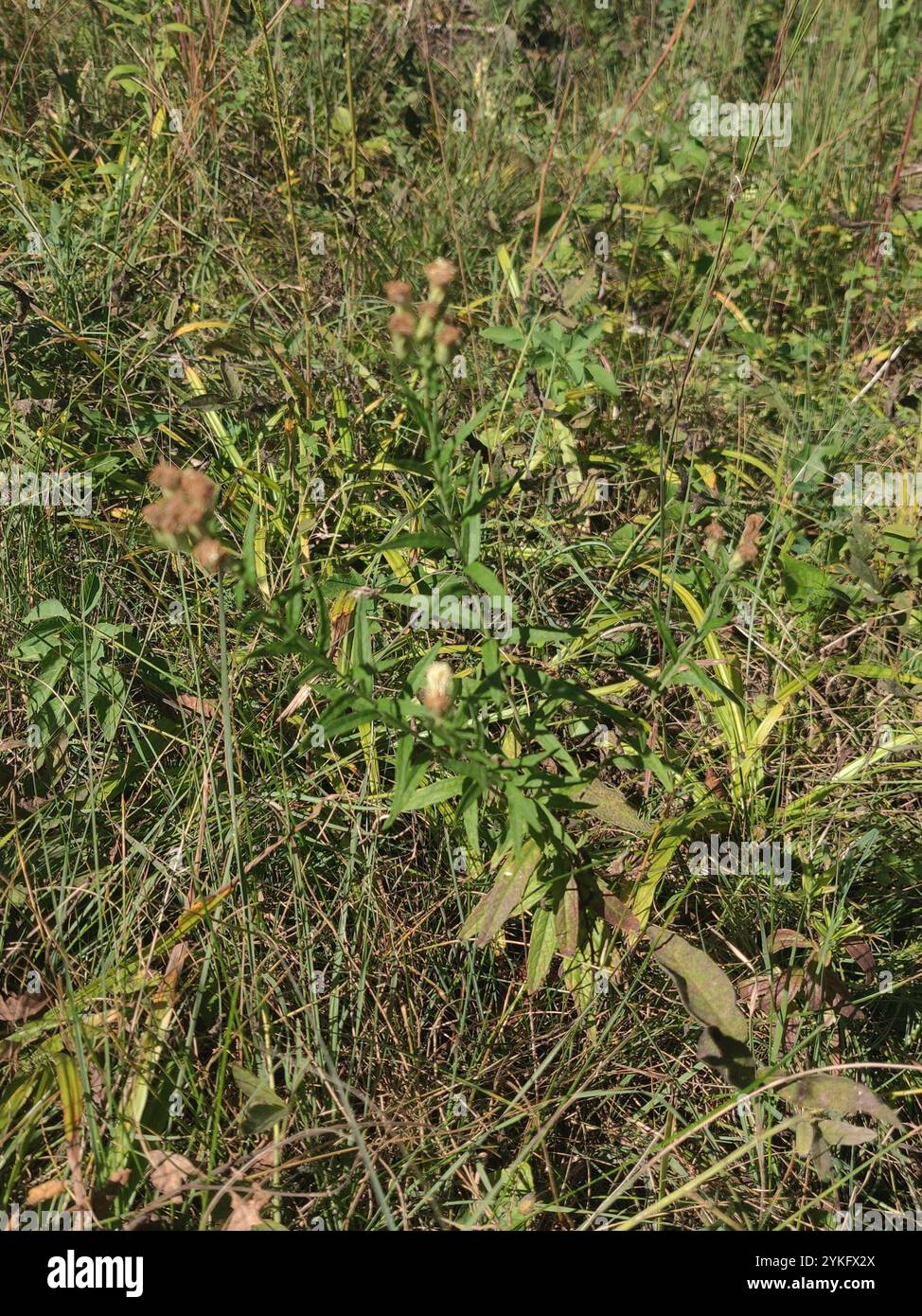False Boneset (Brickellia eupatorioides Stock Photo - Alamy