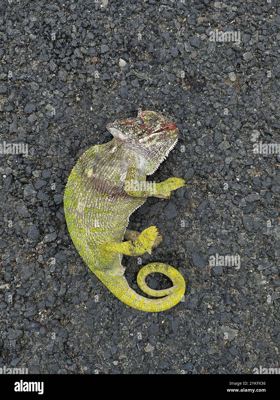 Indian Chameleon (Chamaeleo zeylanicus Stock Photo - Alamy