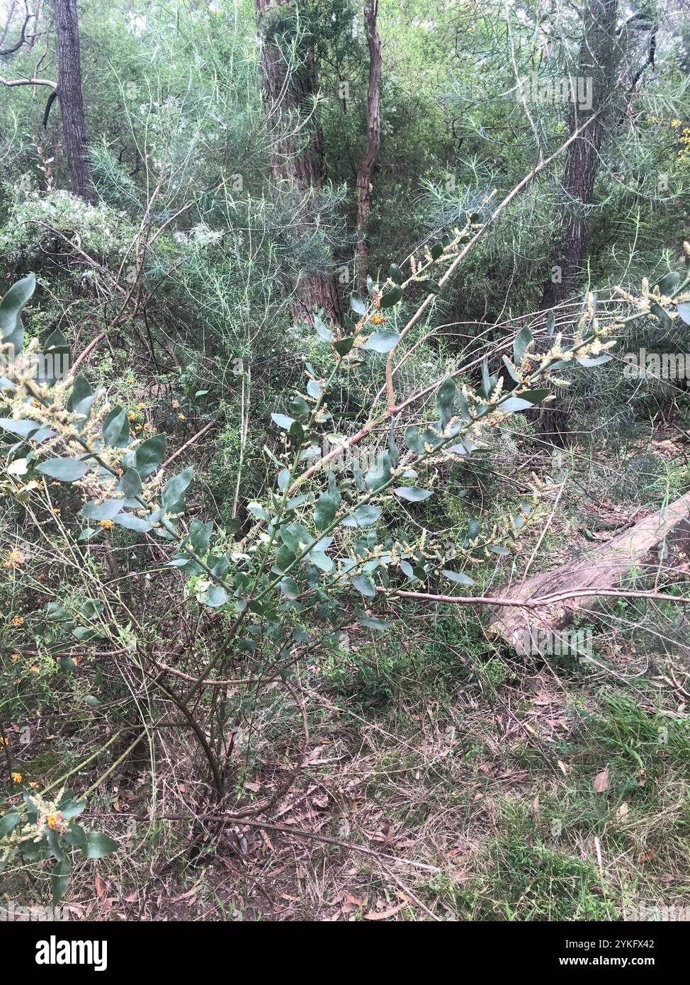 hop bitter-pea (Daviesia latifolia Stock Photo - Alamy