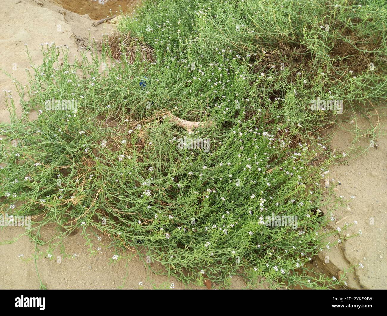 European Searocket (Cakile maritima Stock Photo - Alamy