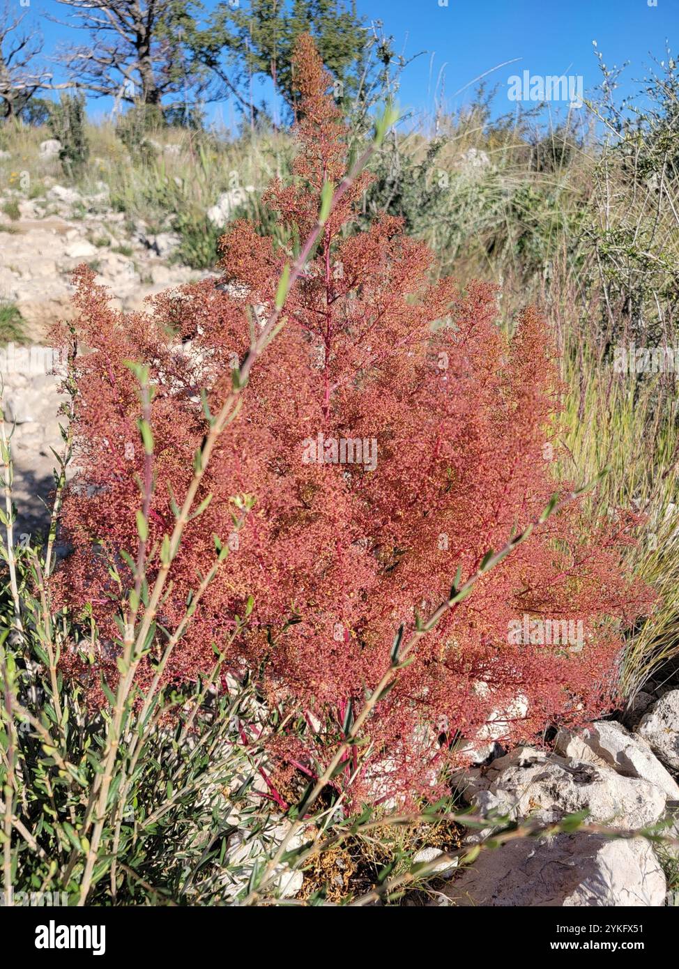 fetid goosefoot (Dysphania incisa Stock Photo - Alamy