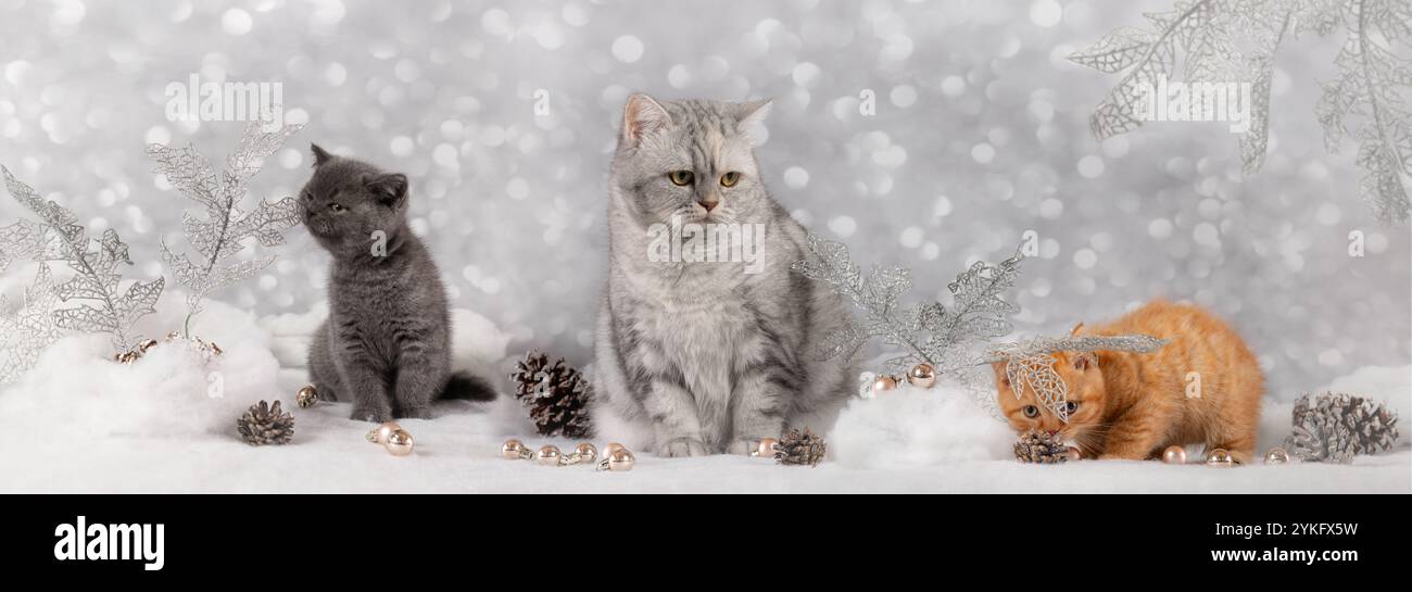 Christmas background with a British kitten. Panoramic image Stock Photo ...