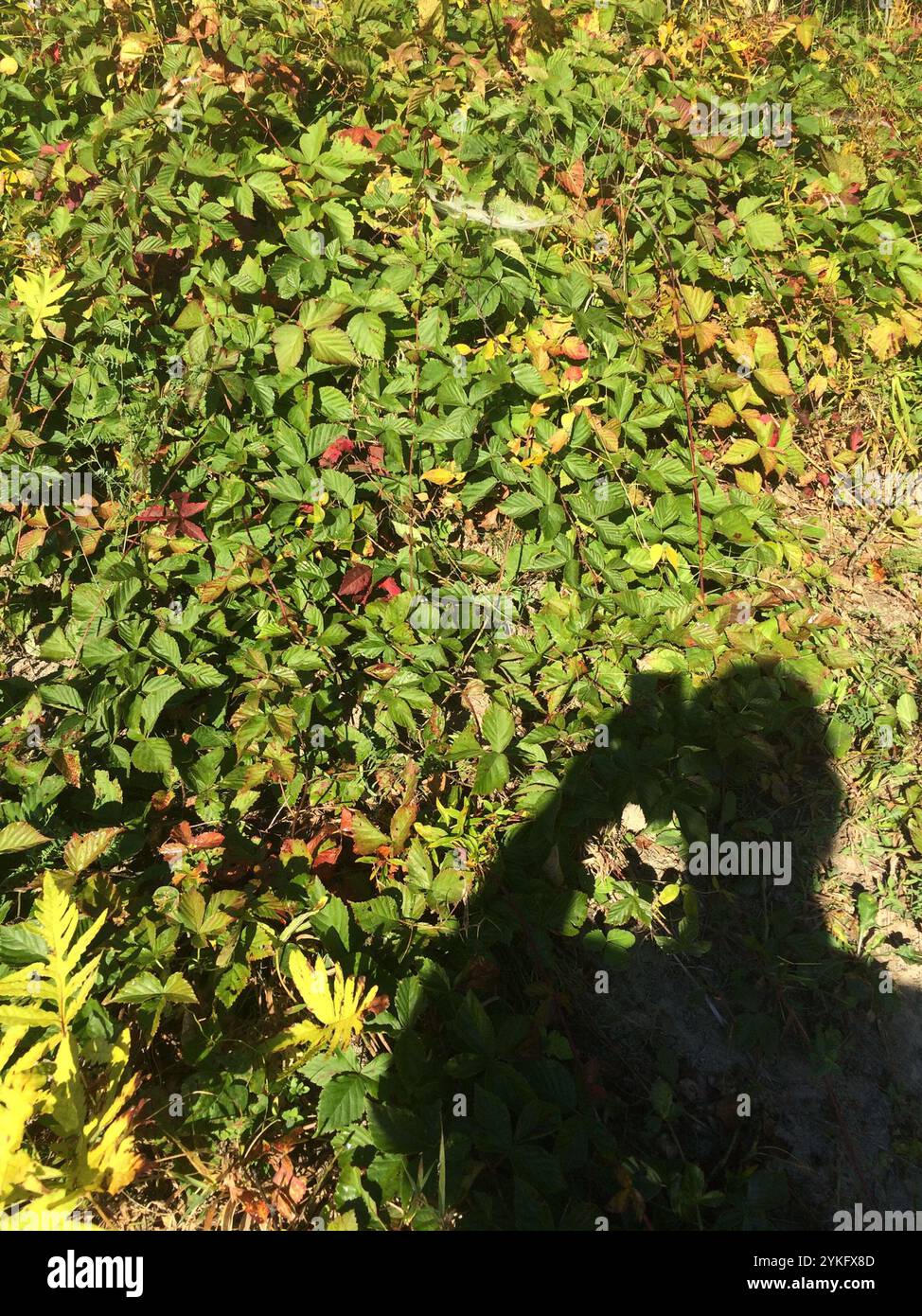 Common Dewberry (Rubus flagellaris Stock Photo - Alamy