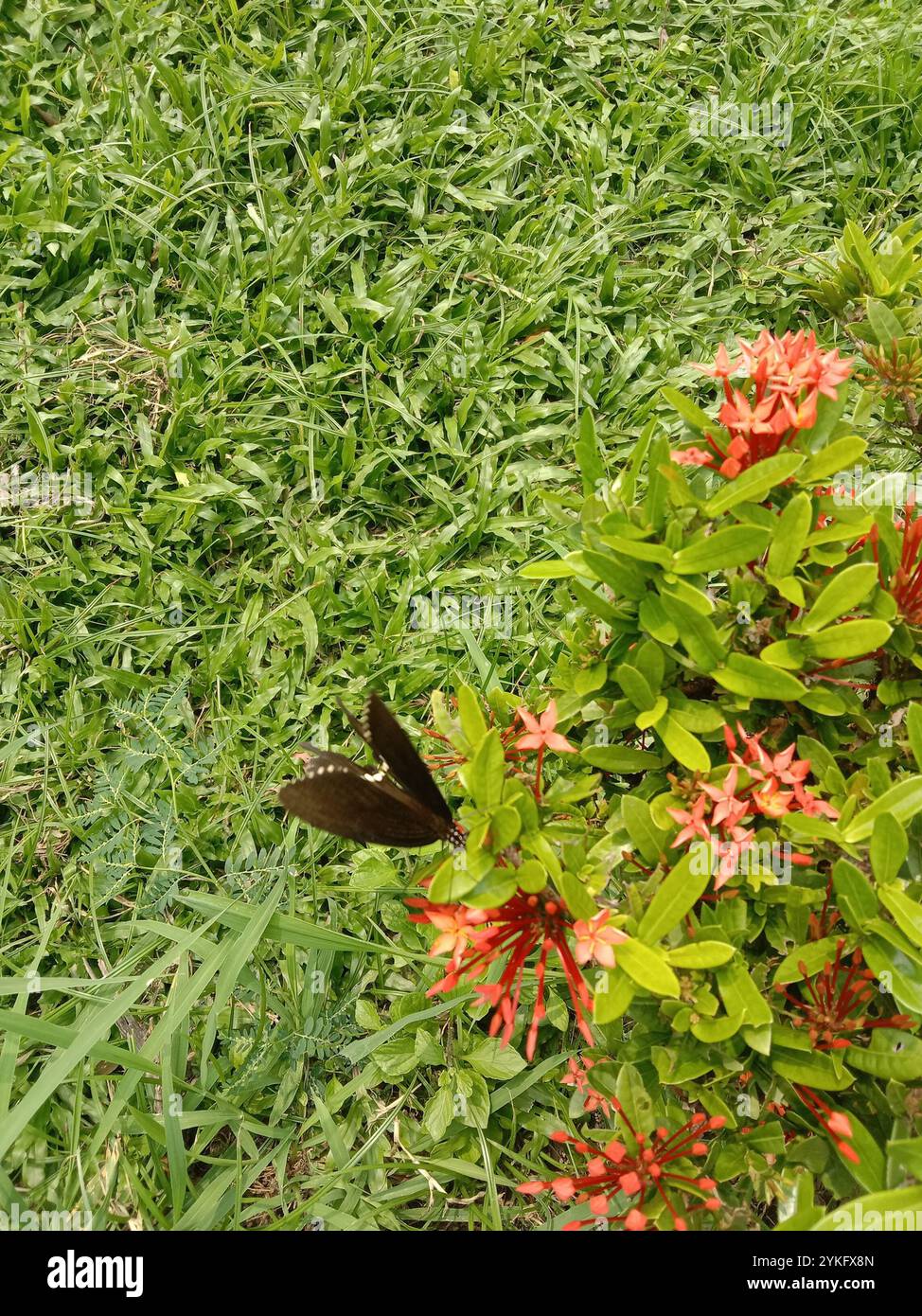 Common Mormon Swallowtail (Papilio polytes Stock Photo - Alamy