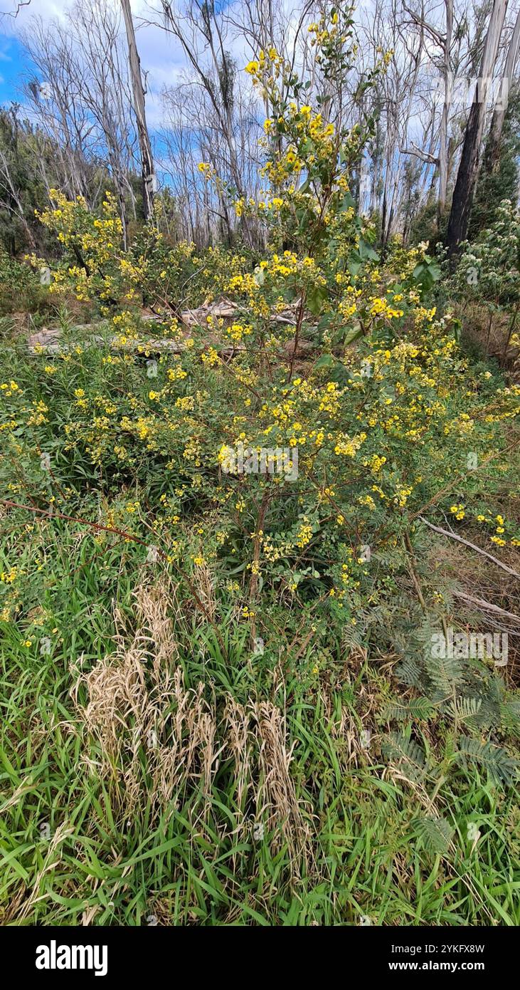 Clover-leaved Poison (Goodia lotifolia Stock Photo - Alamy