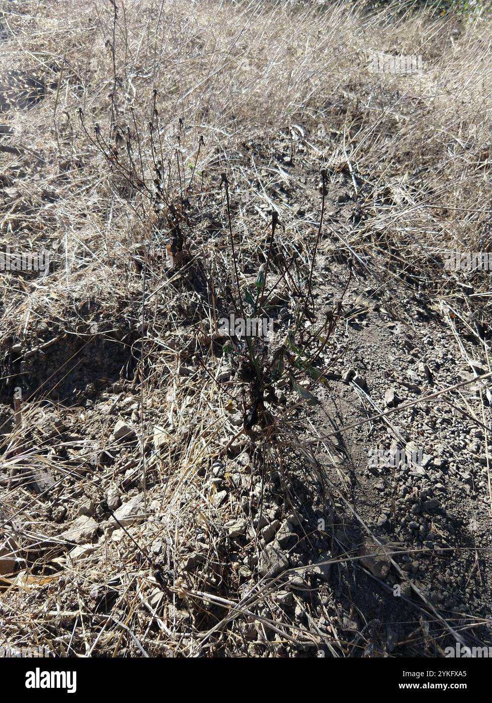 False Hawkbit (Urospermum picroides Stock Photo - Alamy
