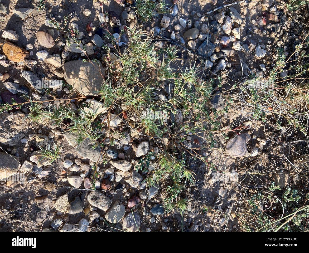 Munroa squarrosa hi-res stock photography and images - Alamy