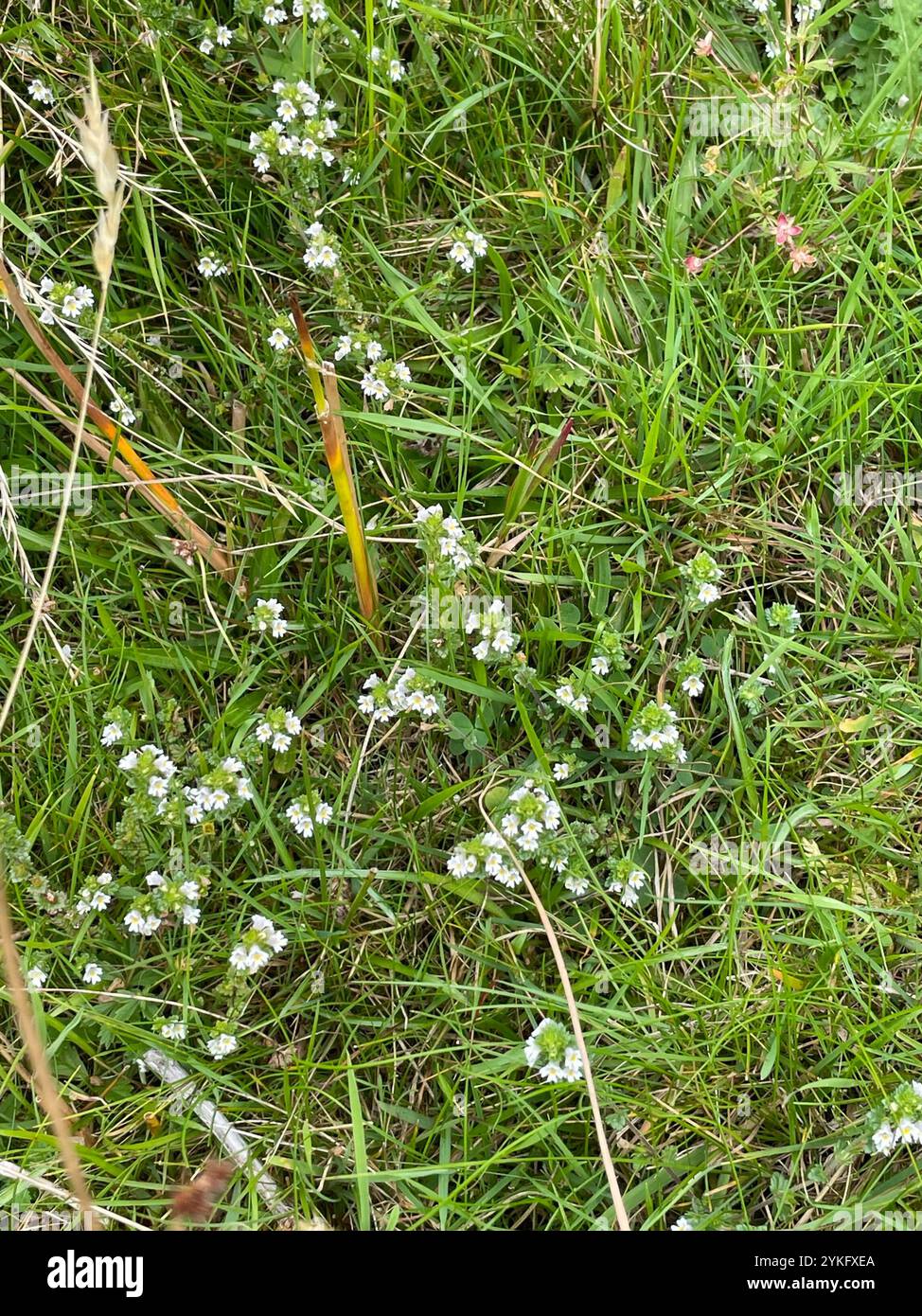 Common Eyebright (Euphrasia nemorosa Stock Photo - Alamy