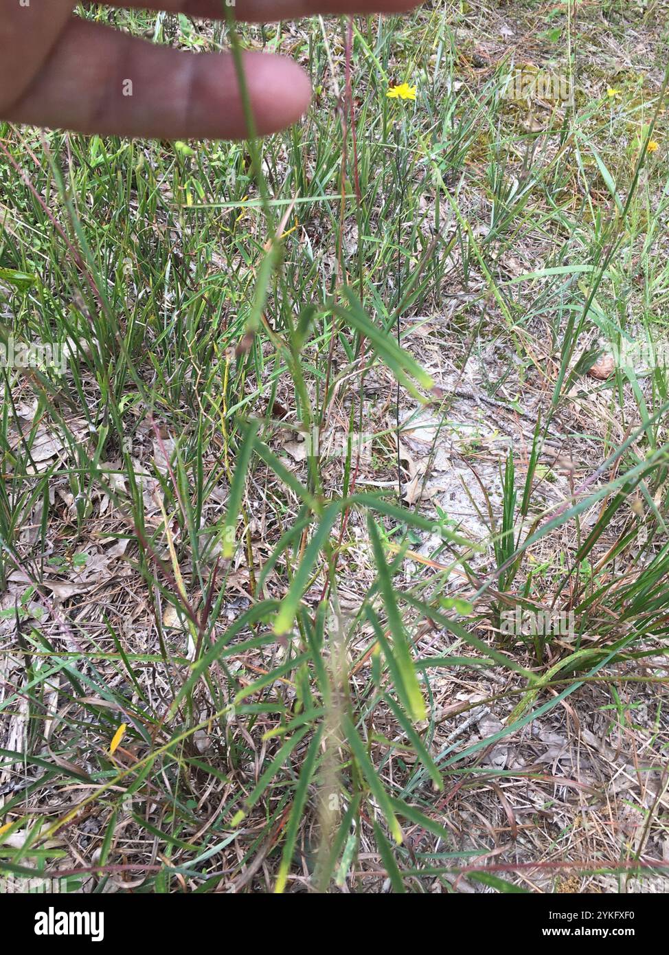 Pine Barren Ticktrefoil (Desmodium strictum Stock Photo - Alamy