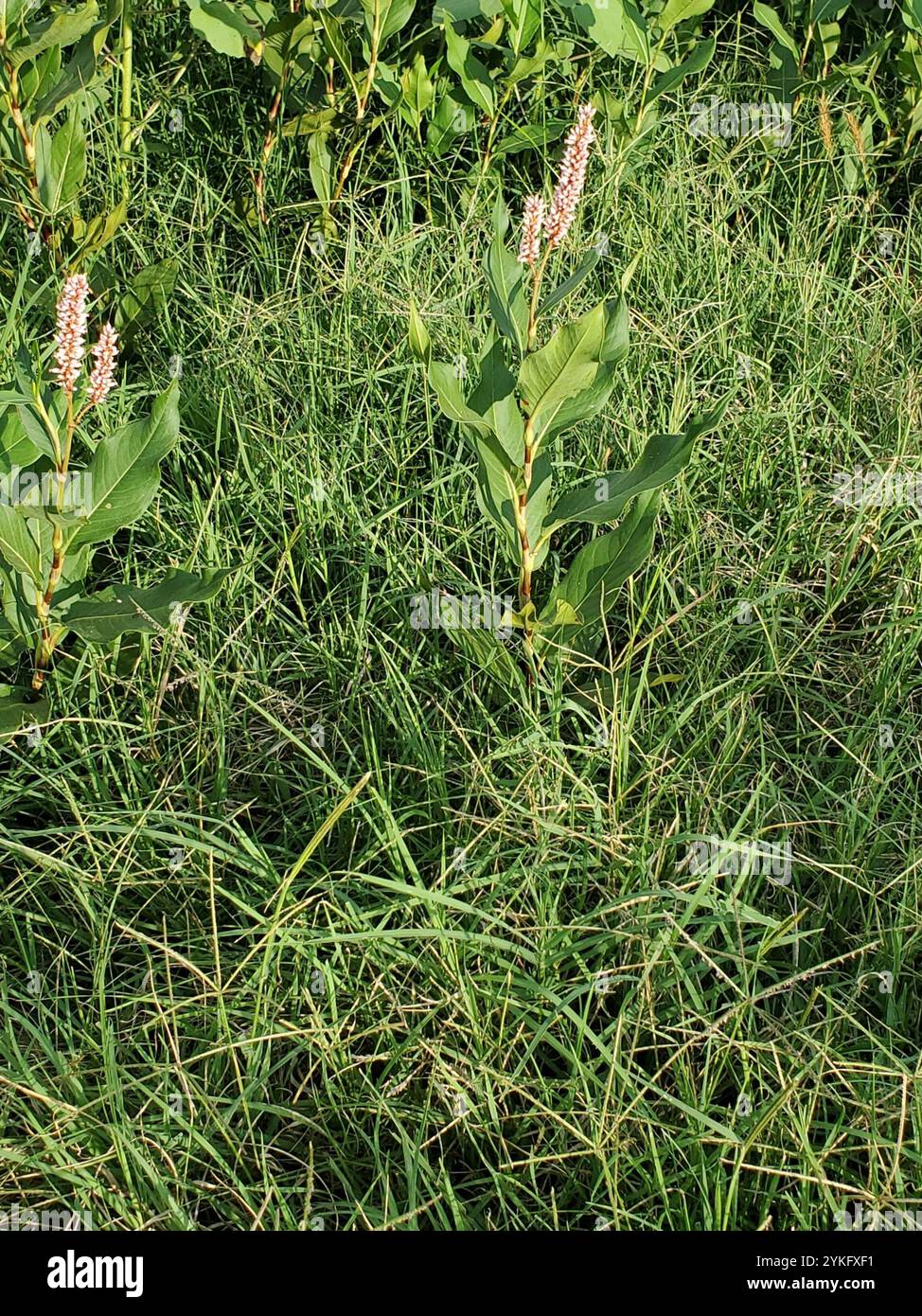 water smartweed (Persicaria amphibia Stock Photo - Alamy