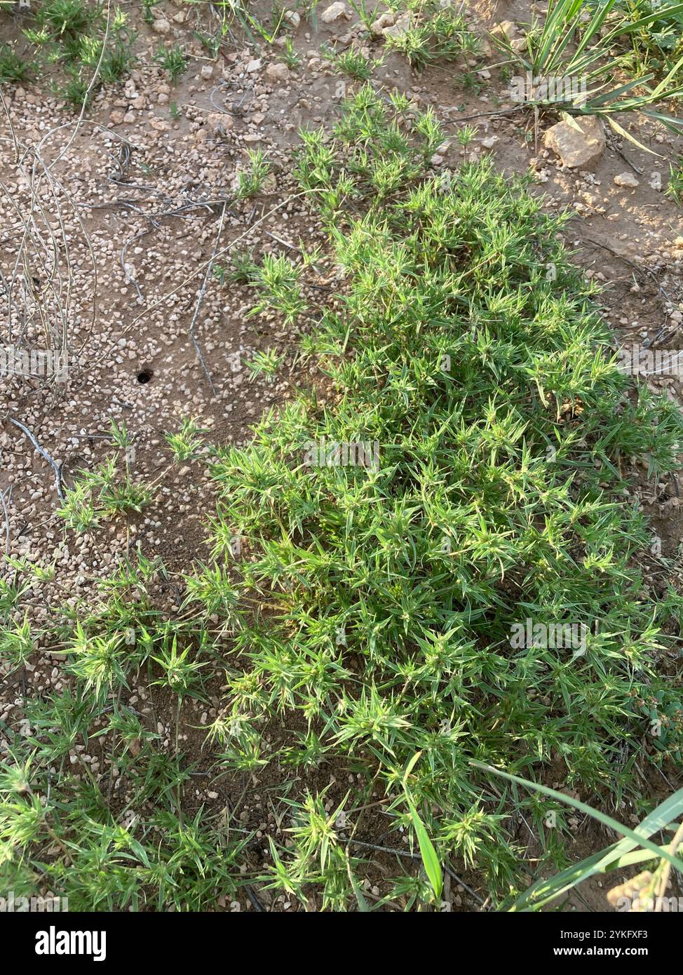 Munroa squarrosa hi-res stock photography and images - Alamy