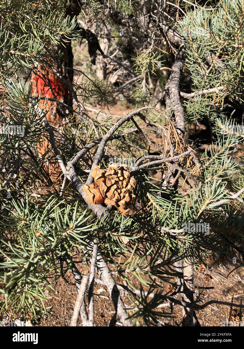 singleleaf pinyon (Pinus monophylla Stock Photo - Alamy