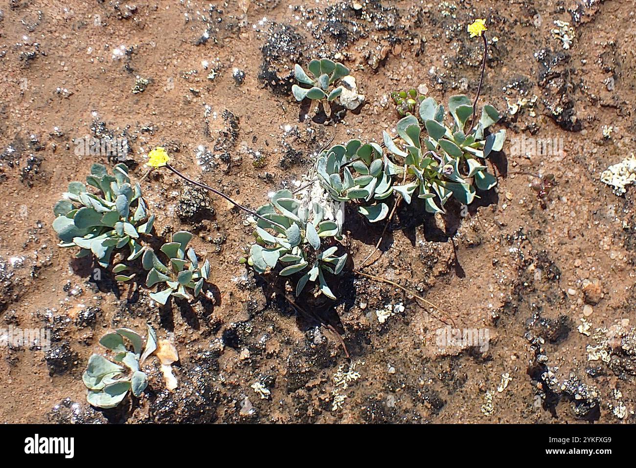 Potato Babooncabbage (Othonna cacalioides Stock Photo - Alamy