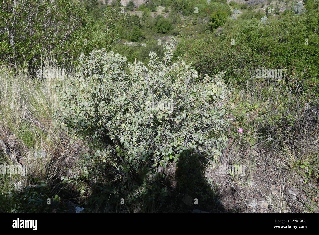 wax currant (Ribes cereum Stock Photo - Alamy