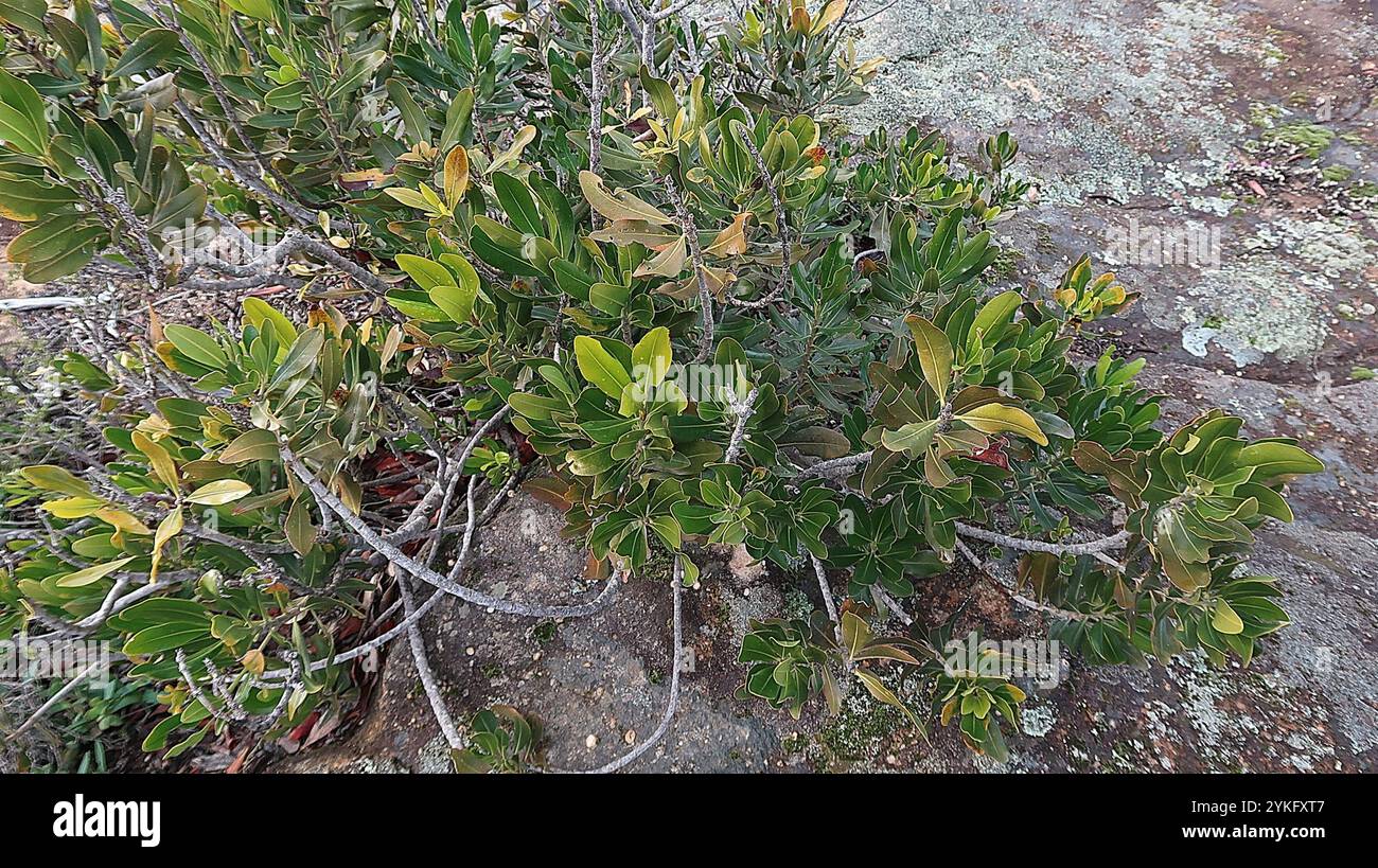 Gifboom hi-res stock photography and images - Alamy