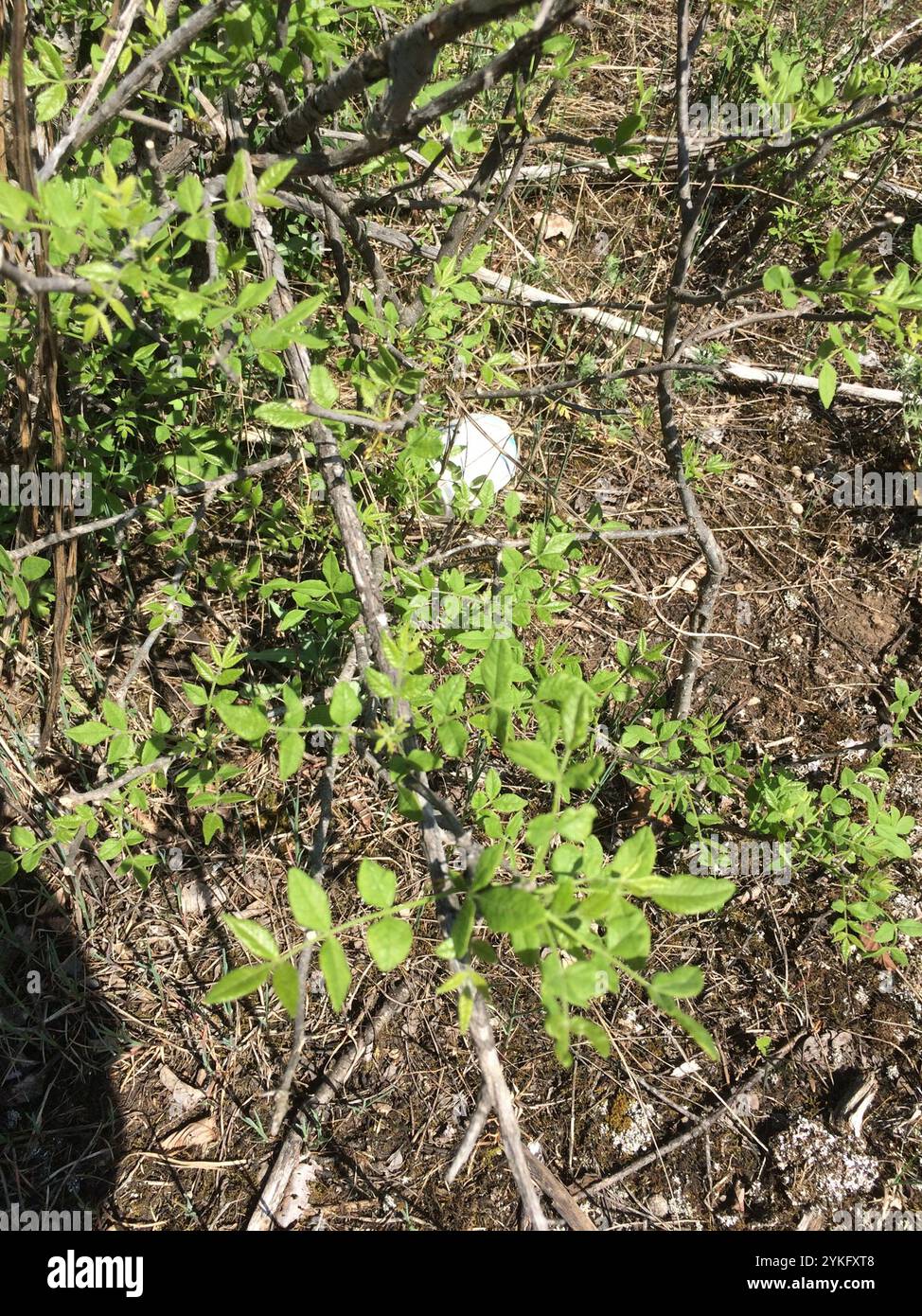 common prickly ash (Zanthoxylum americanum Stock Photo - Alamy