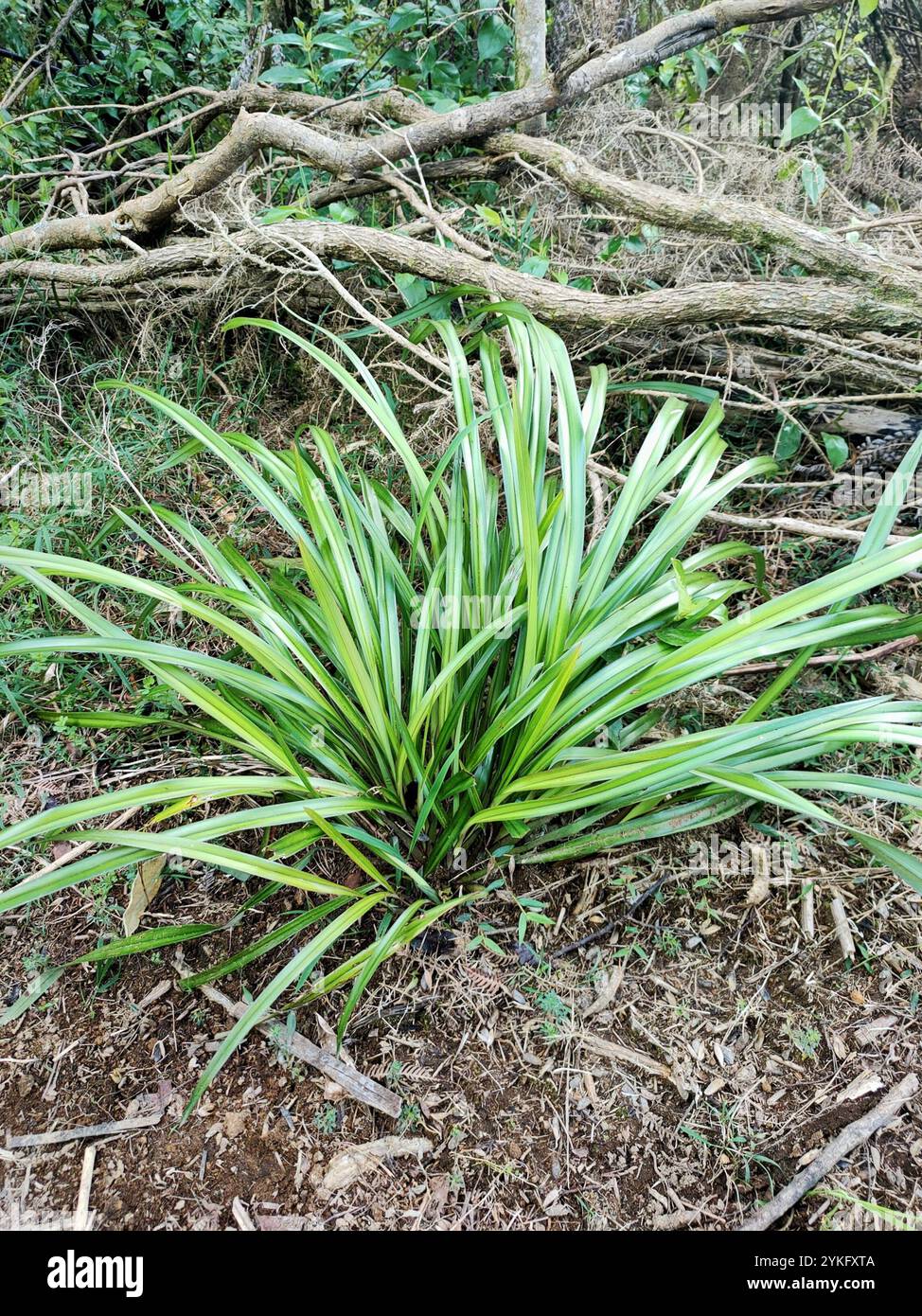 Ink Berry (Dianella nigra Stock Photo - Alamy