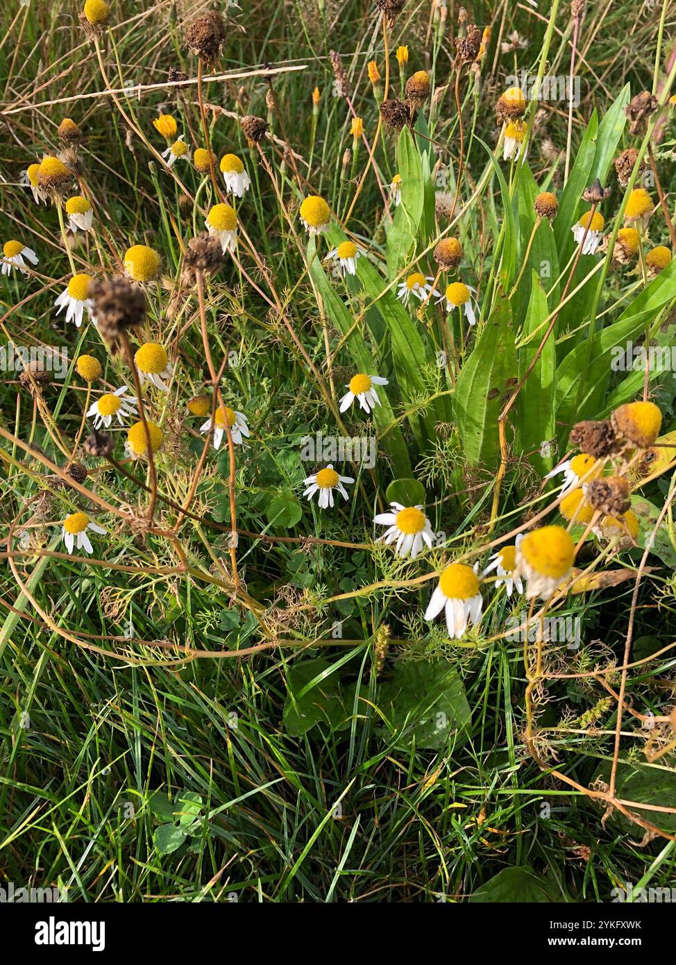 scentless mayweed (Tripleurospermum inodorum Stock Photo - Alamy