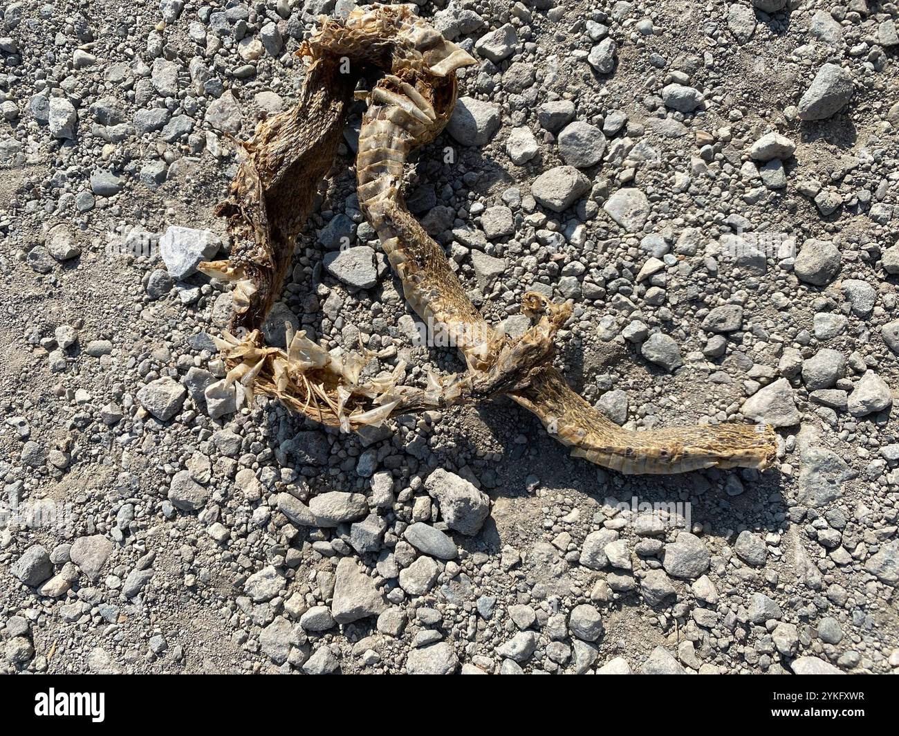 Pacific Gopher Snake (Pituophis catenifer catenifer Stock Photo - Alamy