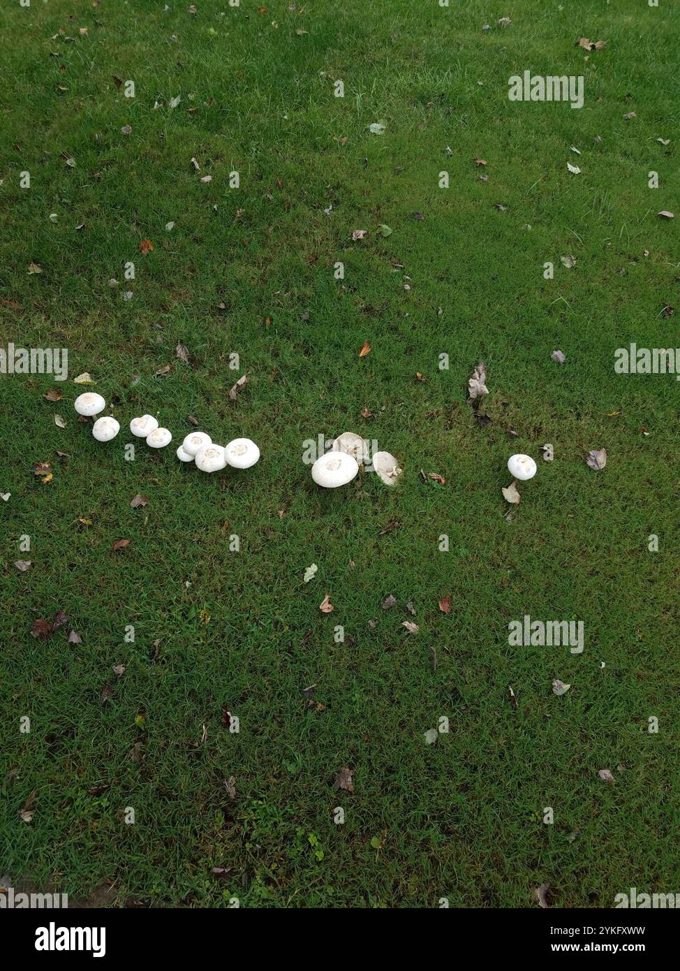 Green spored parasol chlorophyllum hi-res stock photography and images ...