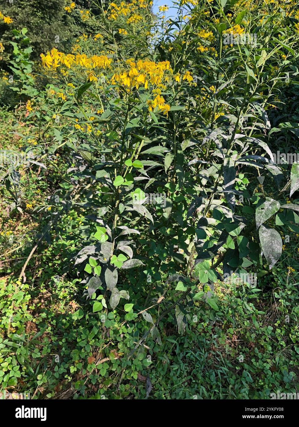 Wingstem (Verbesina alternifolia Stock Photo - Alamy