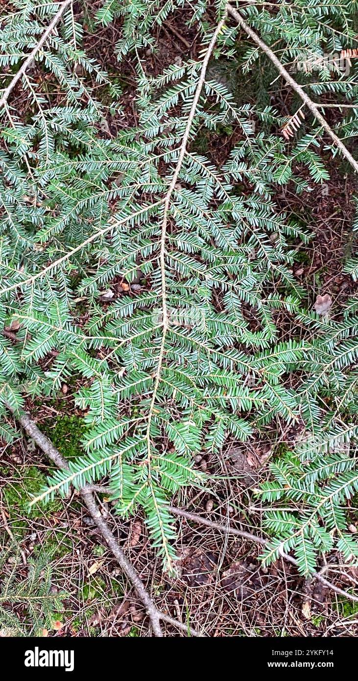 eastern hemlock (Tsuga canadensis Stock Photo - Alamy