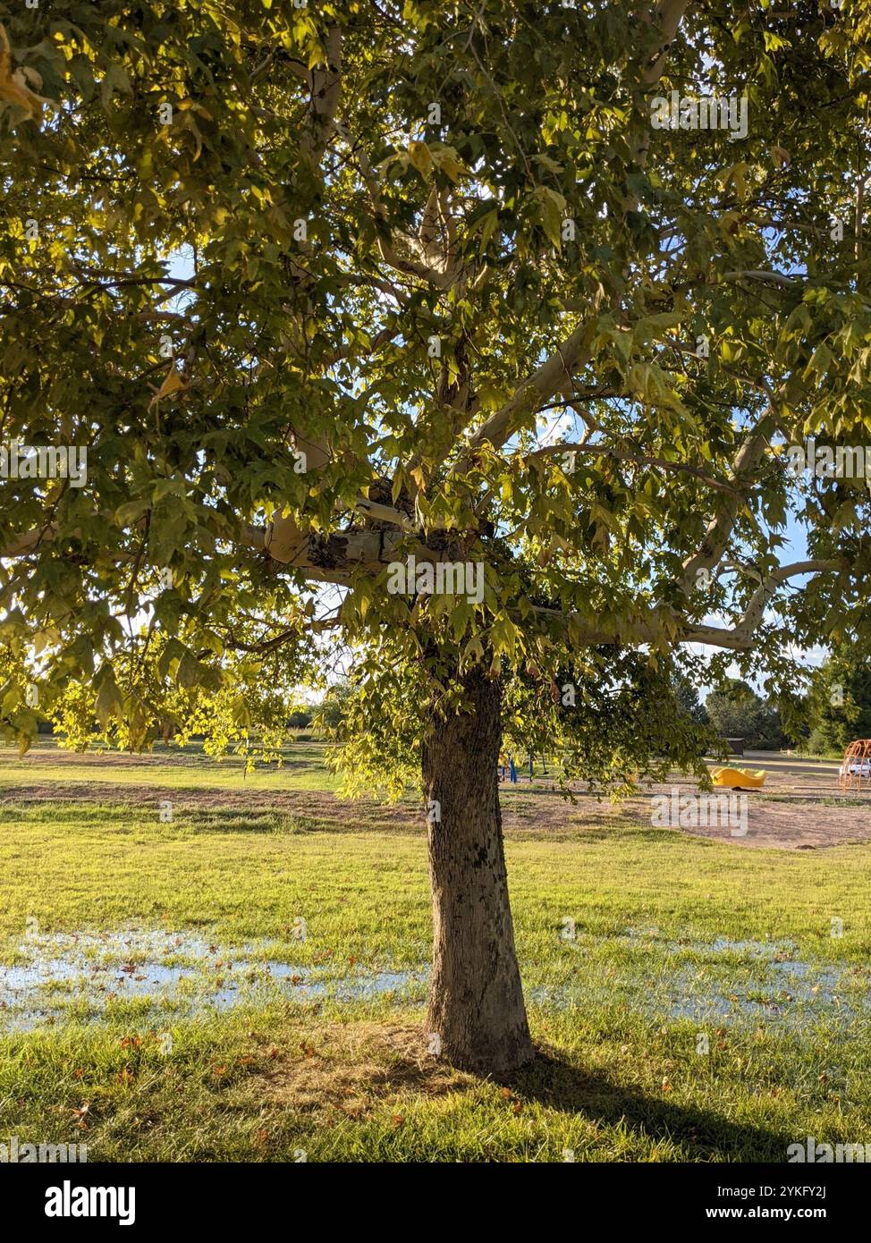 Arizona sycamore (Platanus wrightii Stock Photo - Alamy