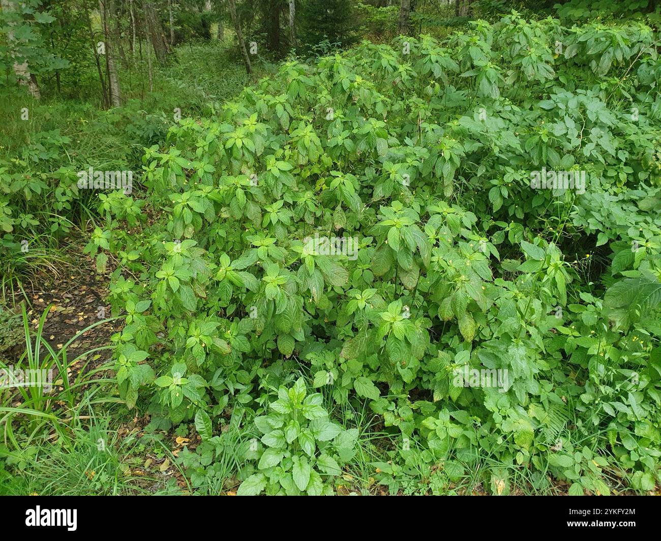 small balsam (Impatiens parviflora Stock Photo - Alamy