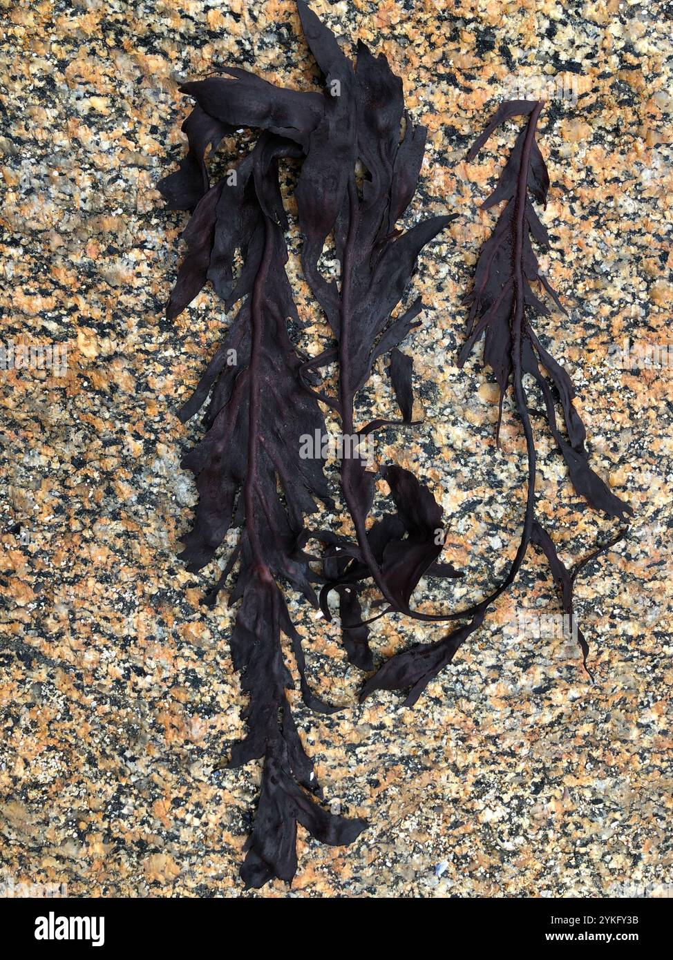 red sea leaf (Erythrophyllum delesserioides Stock Photo - Alamy