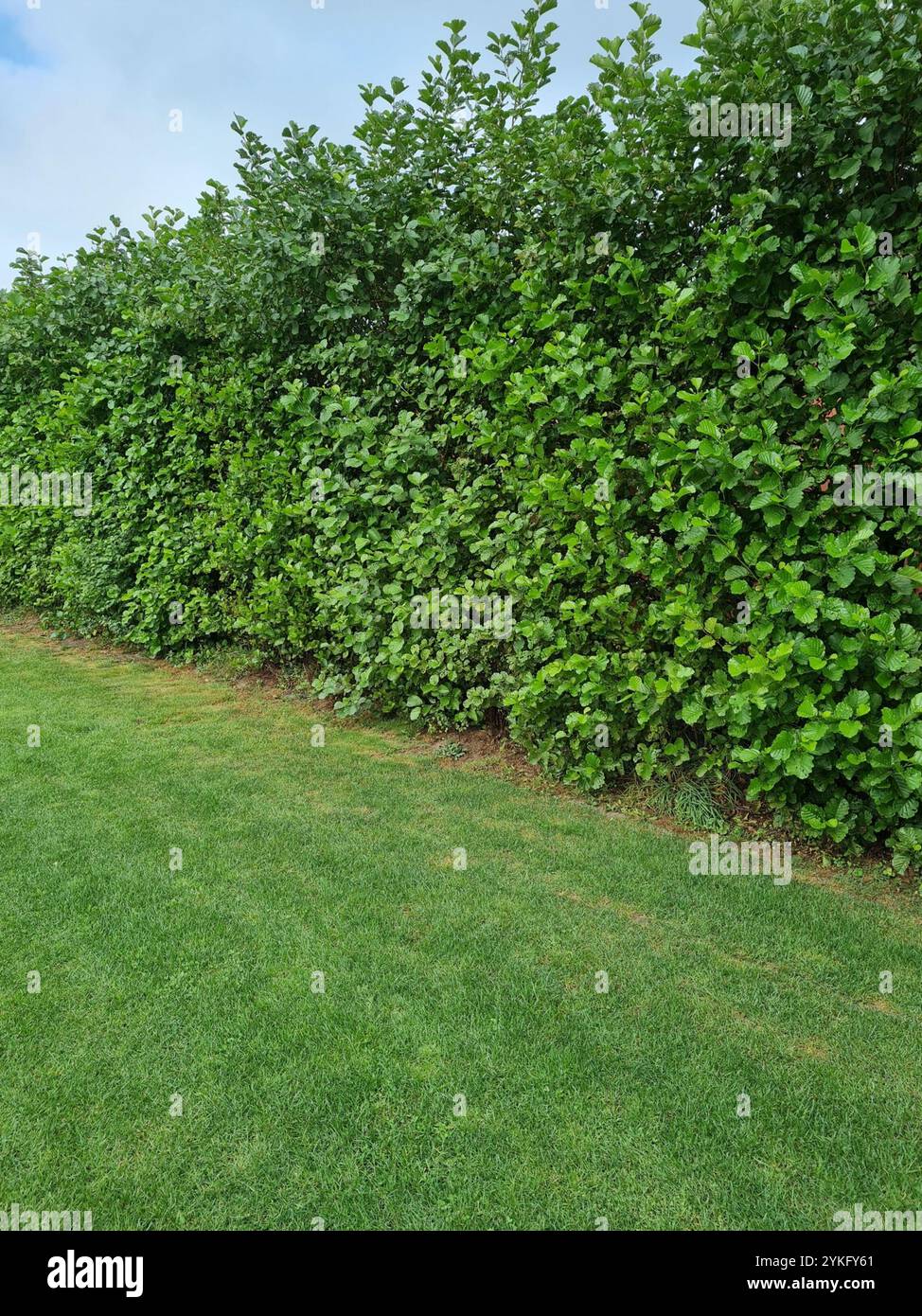 common alder (Alnus glutinosa Stock Photo - Alamy