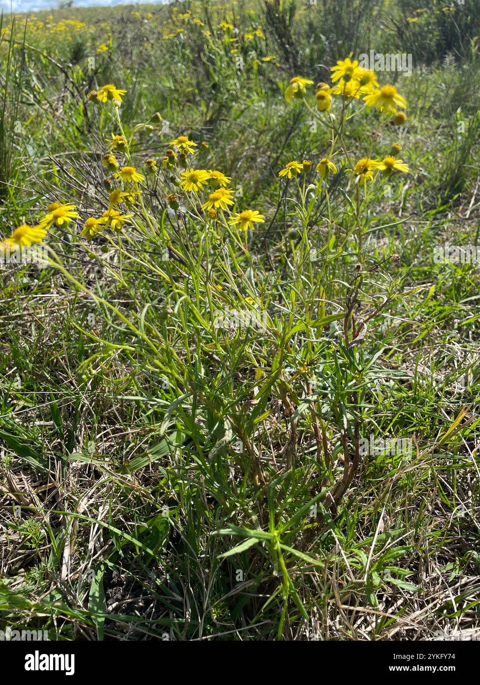 Madagascar Ragwort (Senecio madagascariensis Stock Photo - Alamy