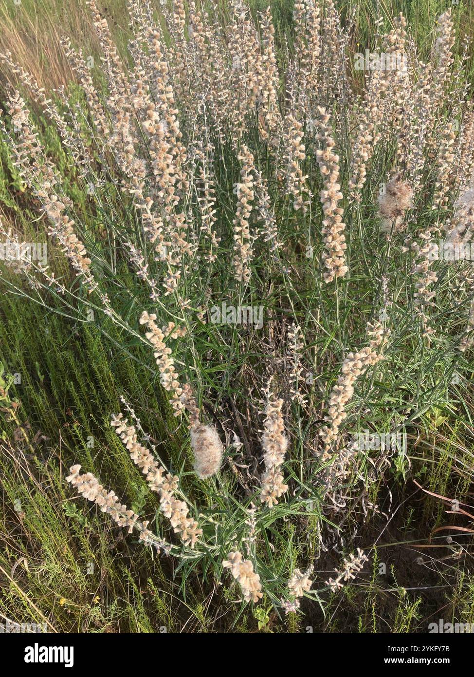 wand blackroot (Pterocaulon virgatum Stock Photo - Alamy