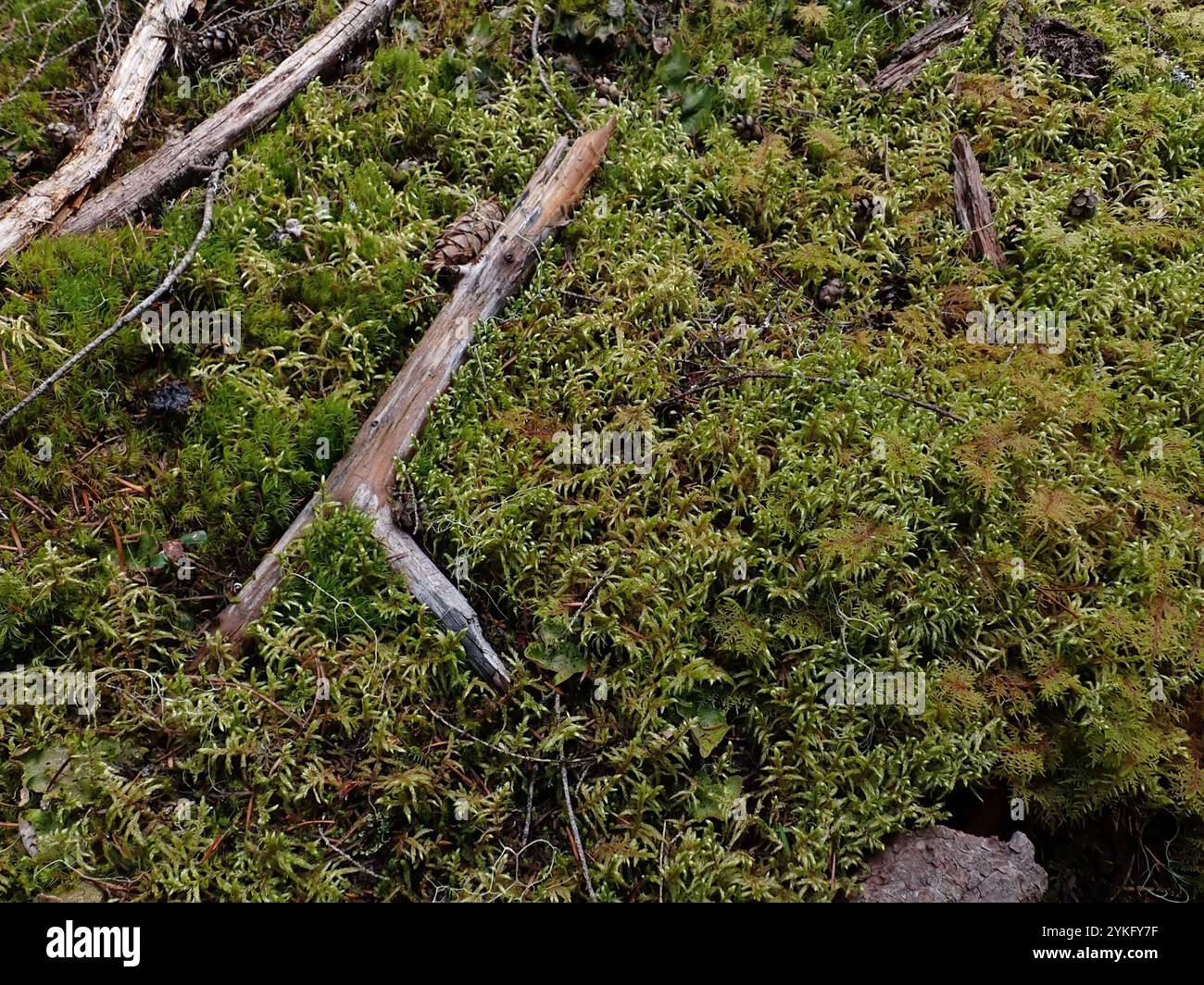 big red stem moss (Pleurozium Stock Photo - Alamy