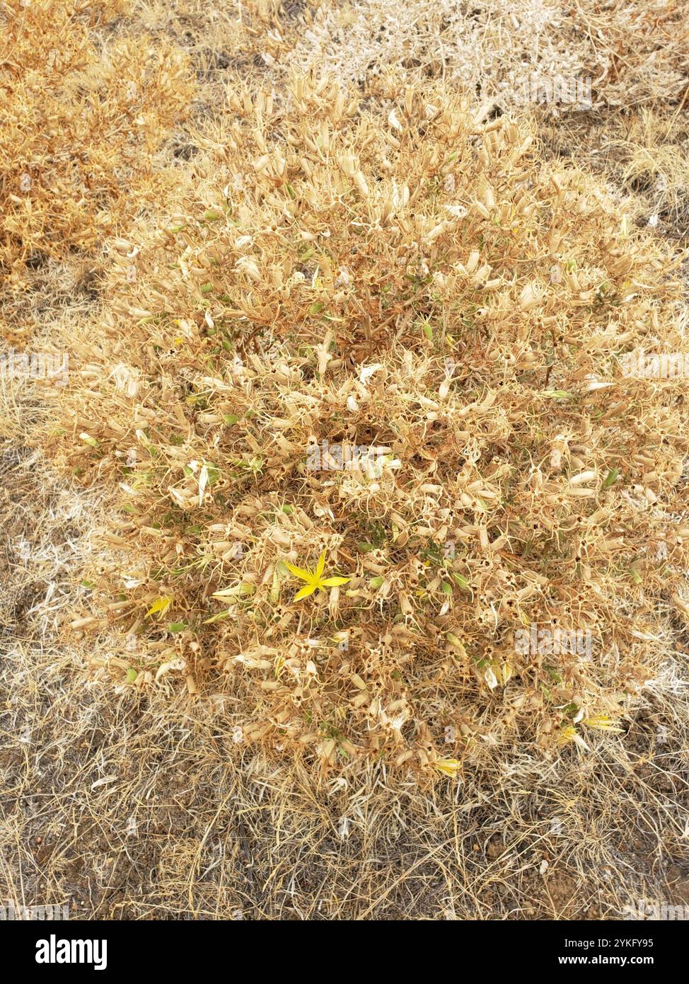 Giant Blazingstar (Mentzelia laevicaulis Stock Photo - Alamy