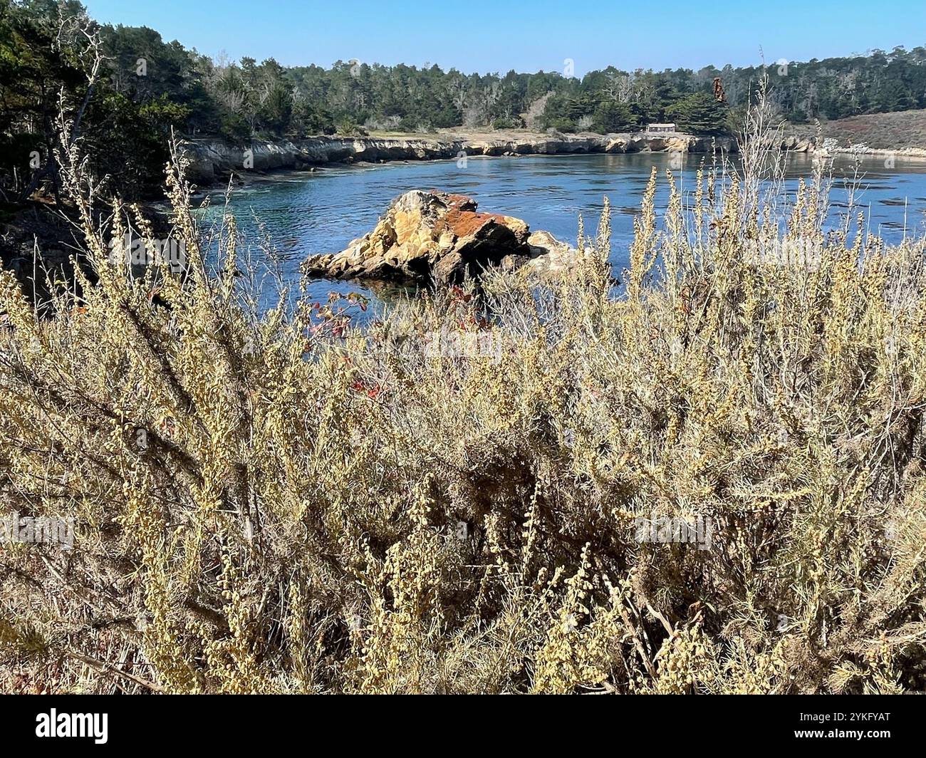 Sagebrush Woolly Stem Gall Midge (Rhopalomyia floccosa Stock Photo - Alamy