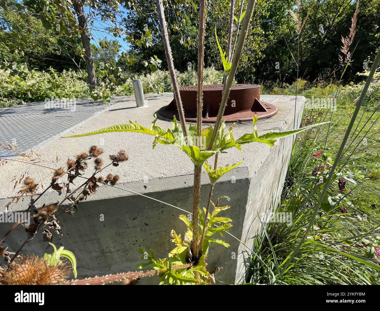 cutleaf teasel (Dipsacus laciniatus Stock Photo - Alamy