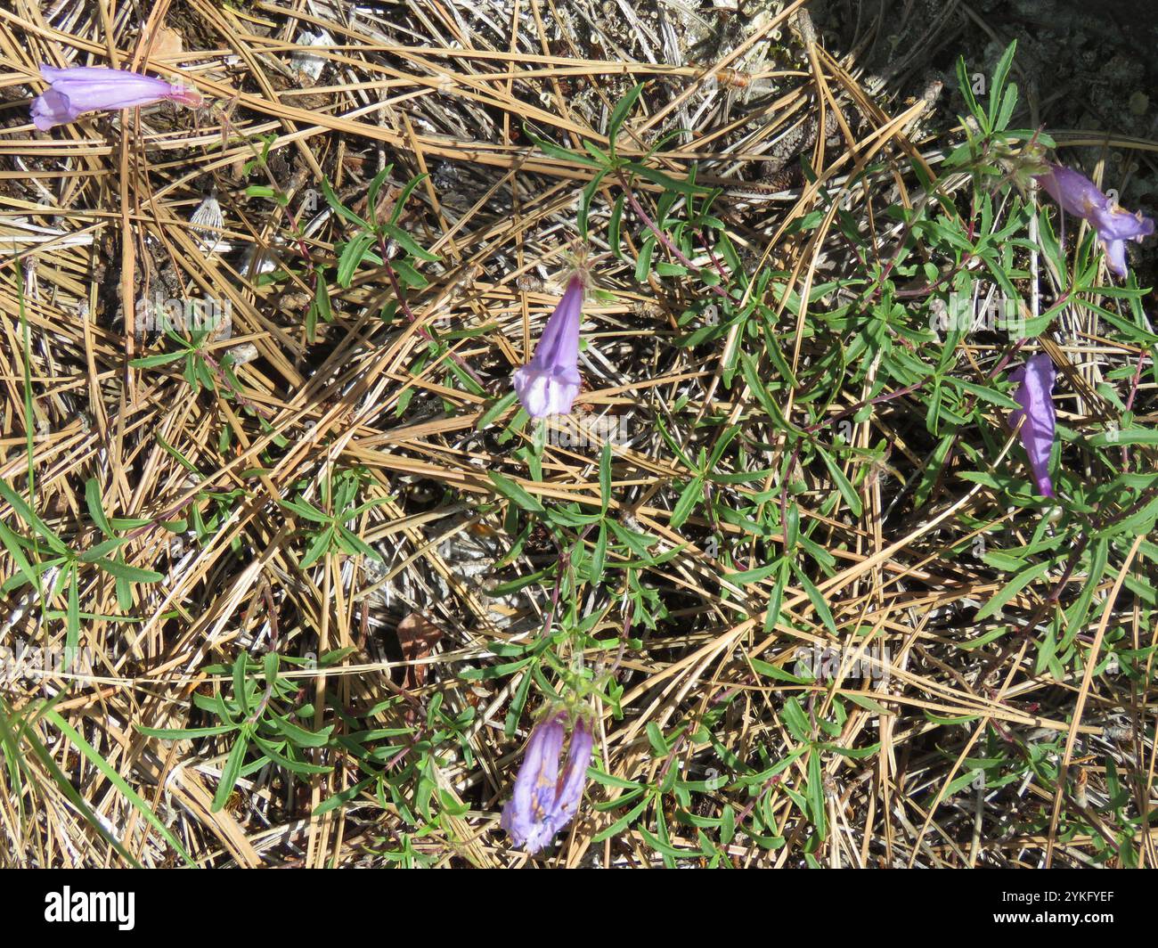 Bush Penstemon (Penstemon fruticosus Stock Photo - Alamy