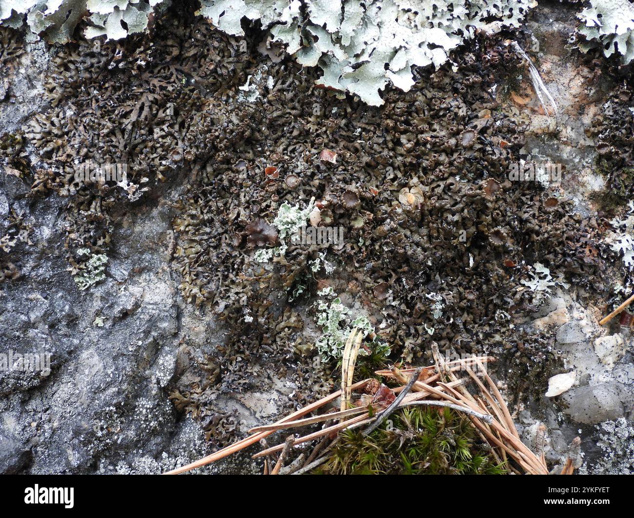 Stygian Black-parmelia (Melanelia stygia Stock Photo - Alamy