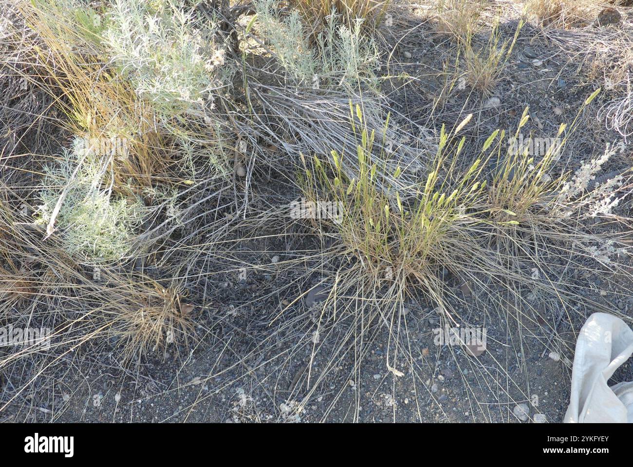 Crested Wheatgrass (Agropyron cristatum Stock Photo - Alamy