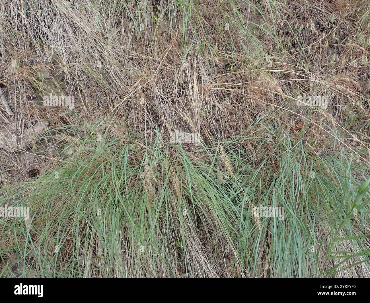 Bulbous Bluegrass (Poa bulbosa Stock Photo - Alamy
