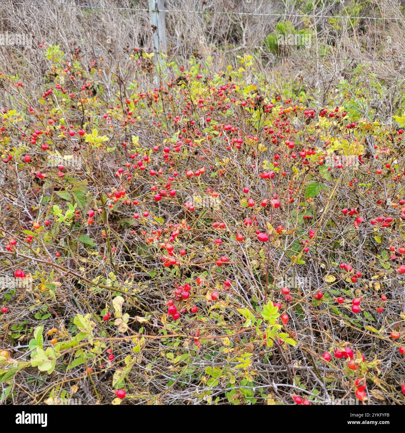 California Wild Rose (Rosa californica Stock Photo - Alamy