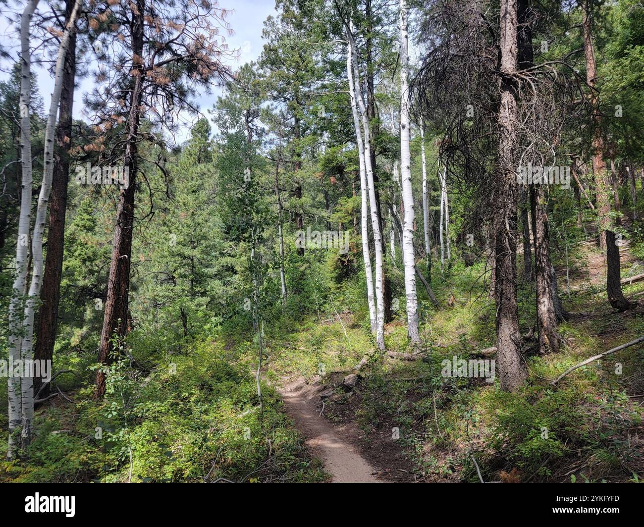 trembling aspen (Populus tremuloides Stock Photo - Alamy