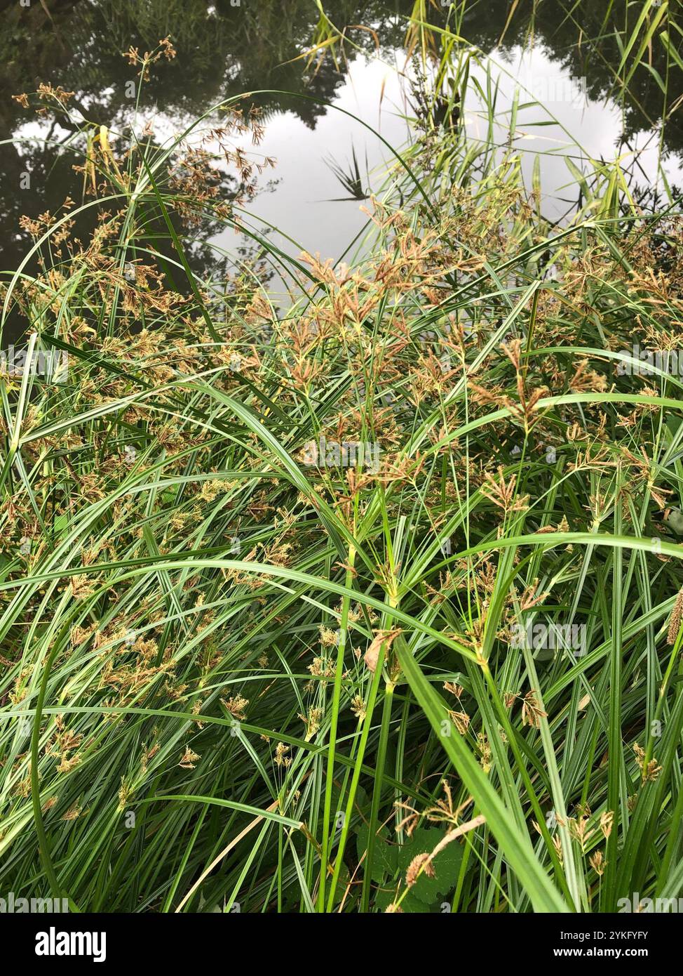 Sweet cyperus cyperus longus hi-res stock photography and images - Alamy