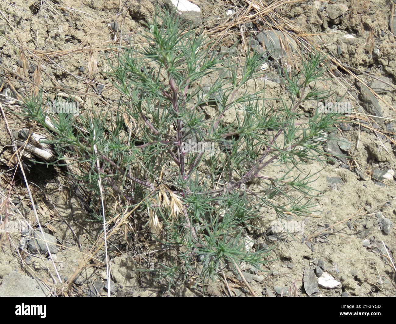 Prickly Russian Thistle (Salsola tragus Stock Photo - Alamy