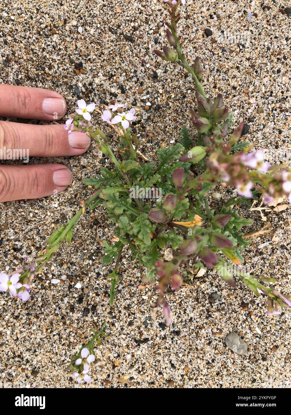 European Searocket (Cakile maritima Stock Photo - Alamy