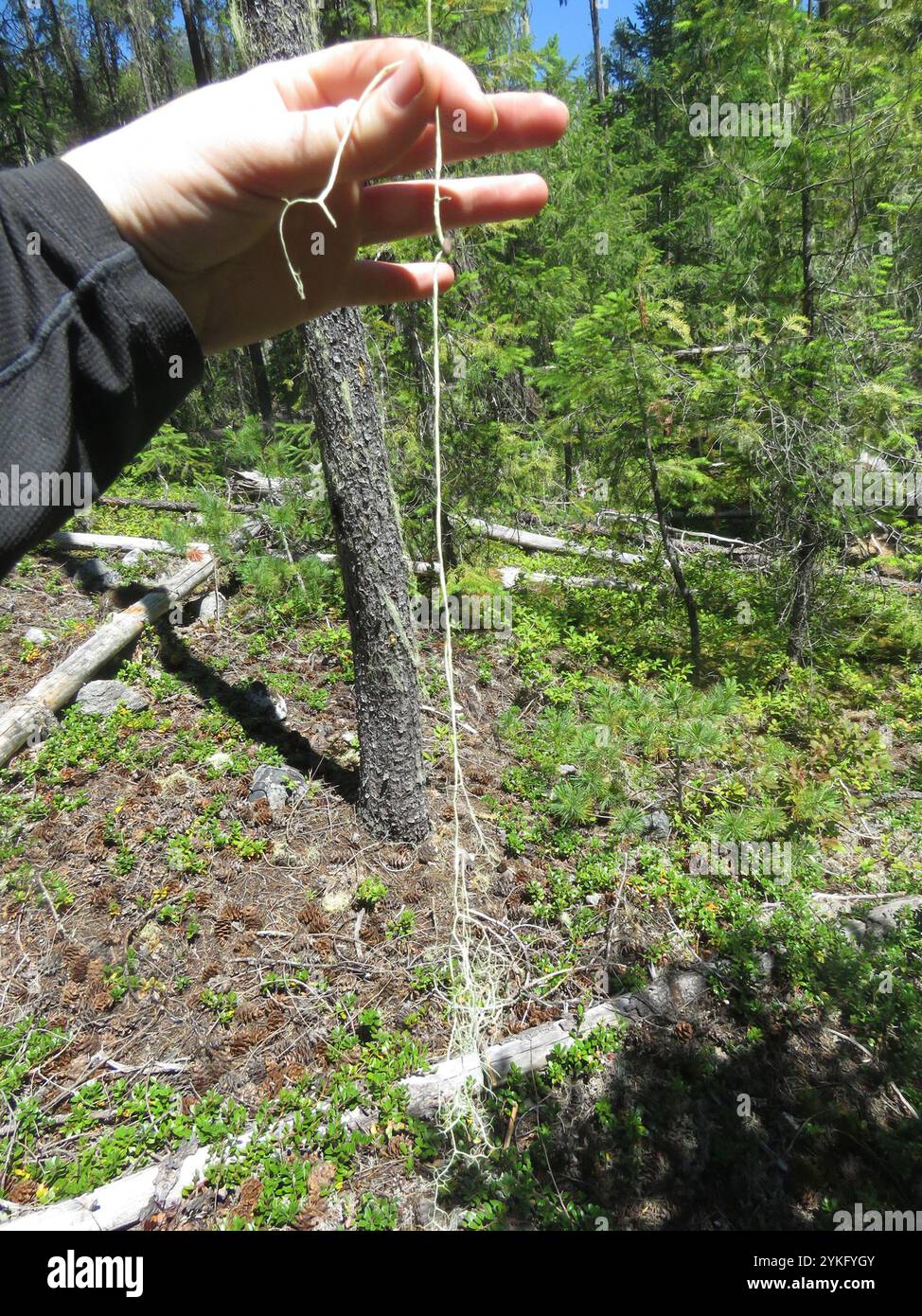 Witch's Hair (Alectoria sarmentosa Stock Photo - Alamy