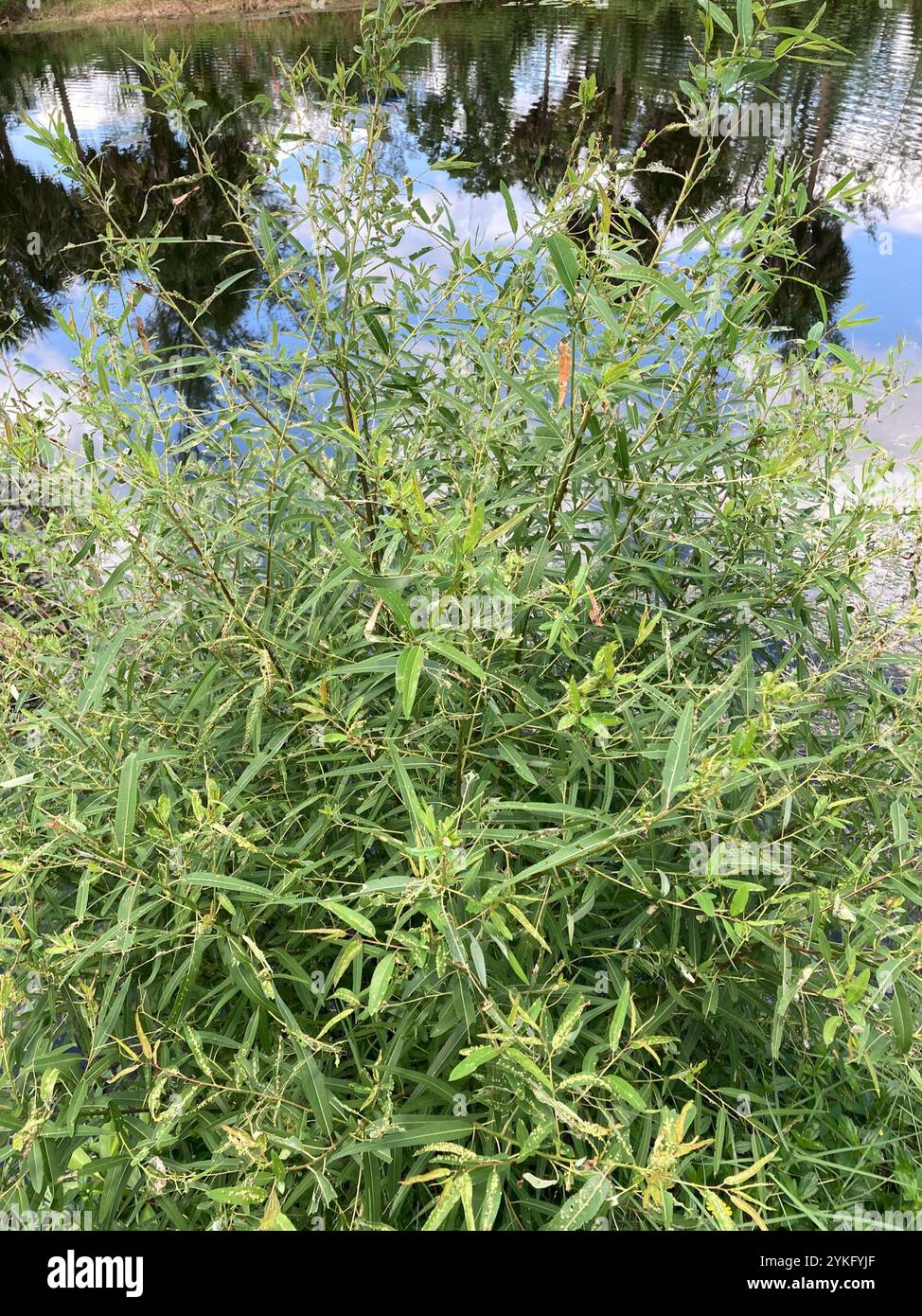 Carolina willow (Salix caroliniana Stock Photo - Alamy